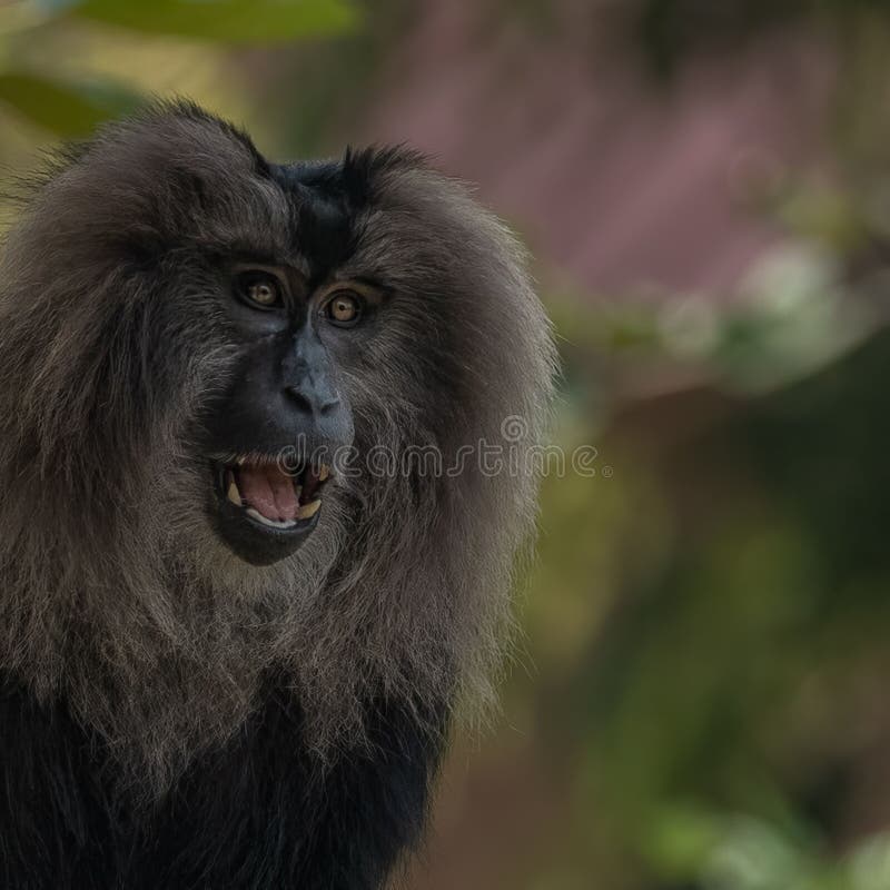Portrait of a Lion-tailed Macaque Monkey with an Open Mouth Stock Photo ...