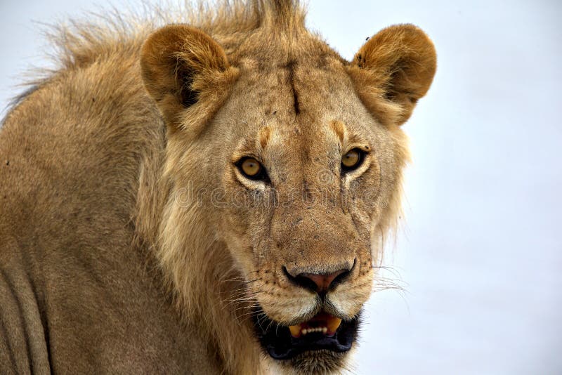 Portrait of a Lion in Tanzania Stock Image - Image of portrait, mammal ...