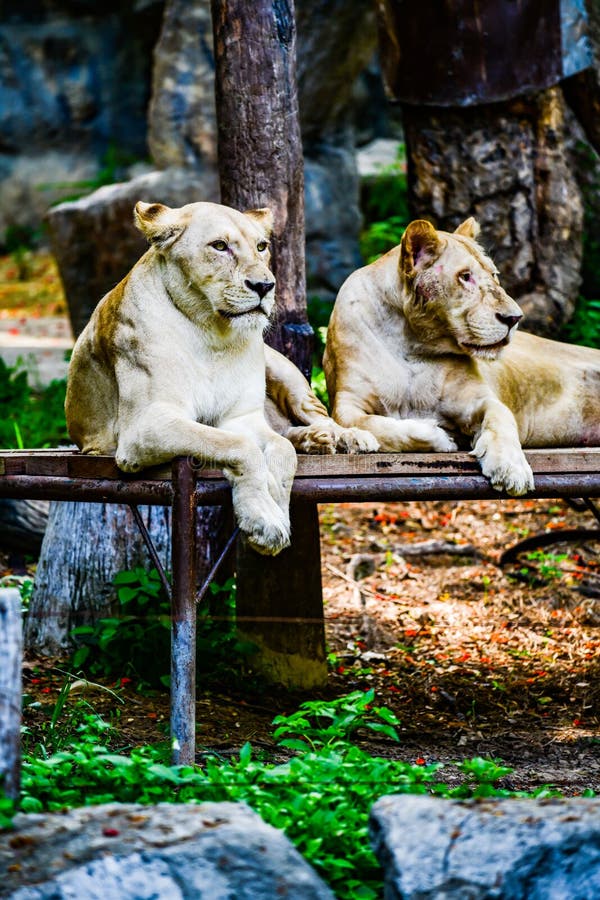 Two Lions Resting on a Platform Stock Photo - Image of closeup, lions ...