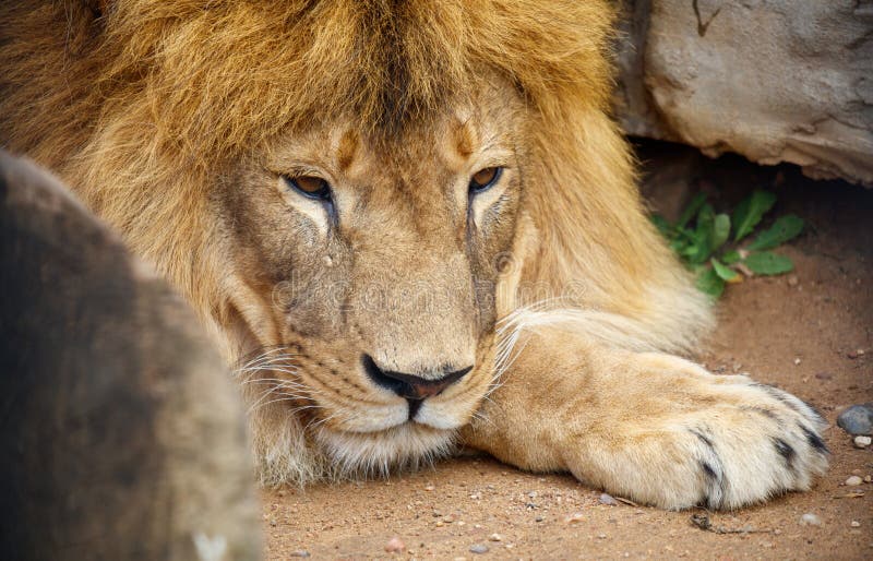 Portrait of a Lion in a Zoo Stock Image - Image of predator, male ...