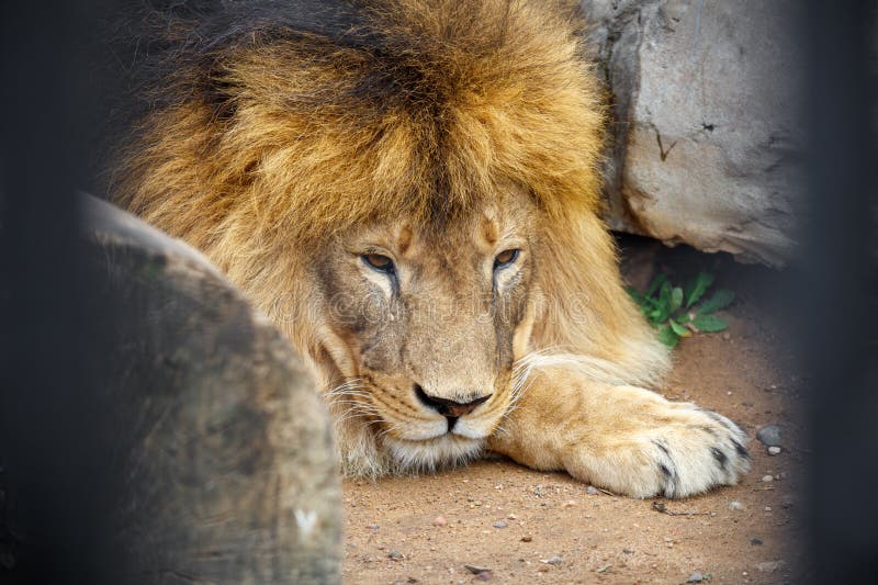 Portrait of a Lion in a Zoo Stock Image - Image of majestic, closeup ...