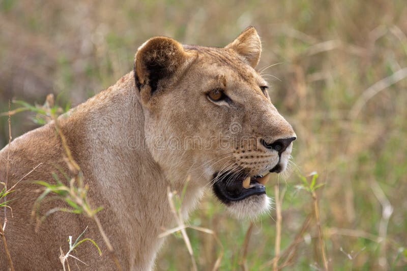 Lioness staring side view stock photo. Image of monster - 109636200