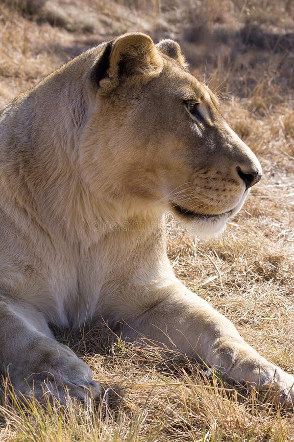 Portrait of a lioness stock image. Image of big5, carnivore - 9797049
