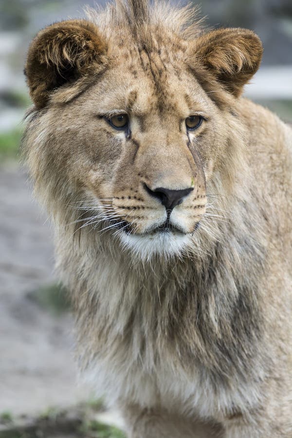 Portrait of a lioness stock image. Image of noble, outside - 48392109
