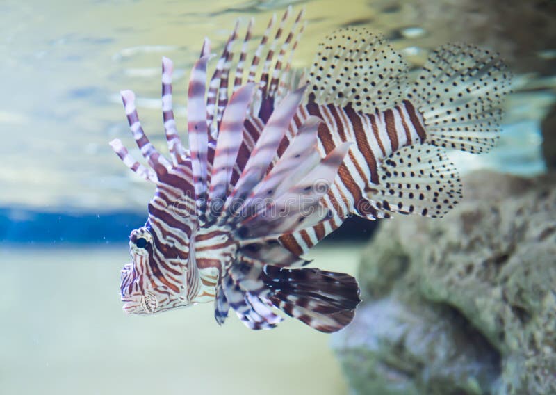 Portrait of Lionfish Inside Pink Spong,Andaman Sea Stock Image - Image ...