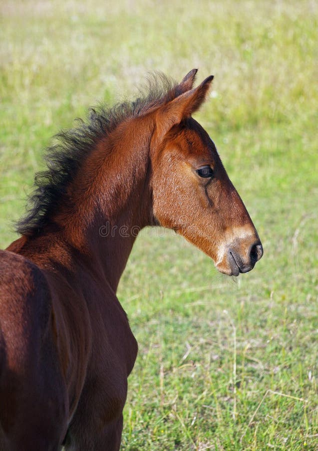 Portrait Of Little Bay Foal Stock Image - Image of type, animal: 50683037