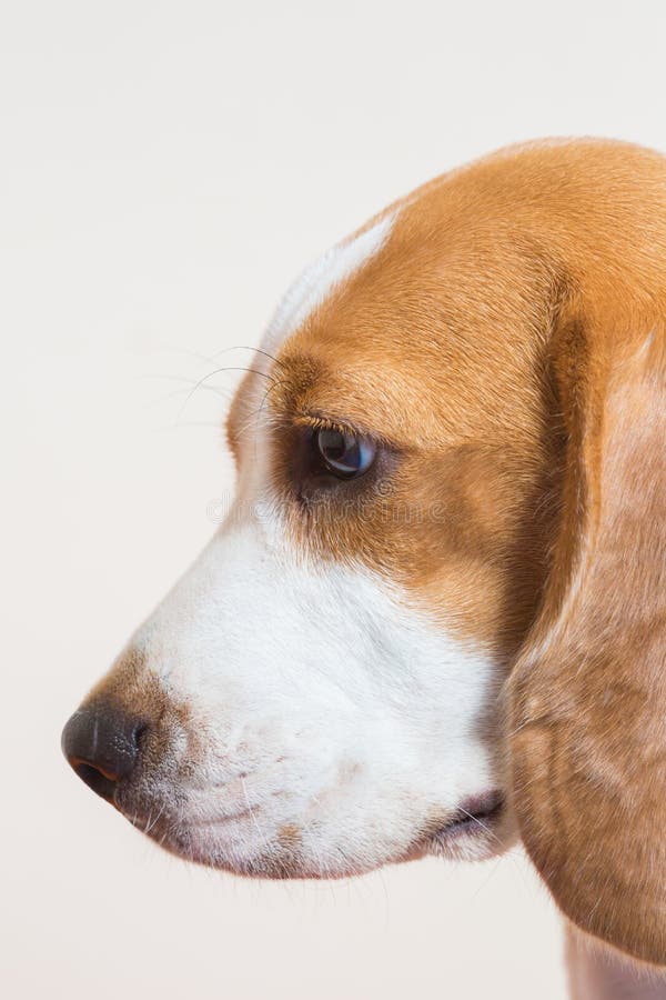 Portrait Little Beagle Dog Studio Side View Stock Photo - Image of ...