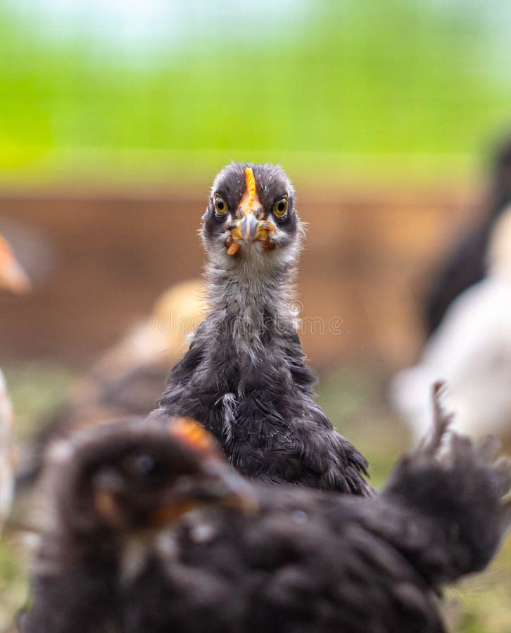 Portrait of a Little Chicken on the Farm. Stock Photo - Image of nature ...