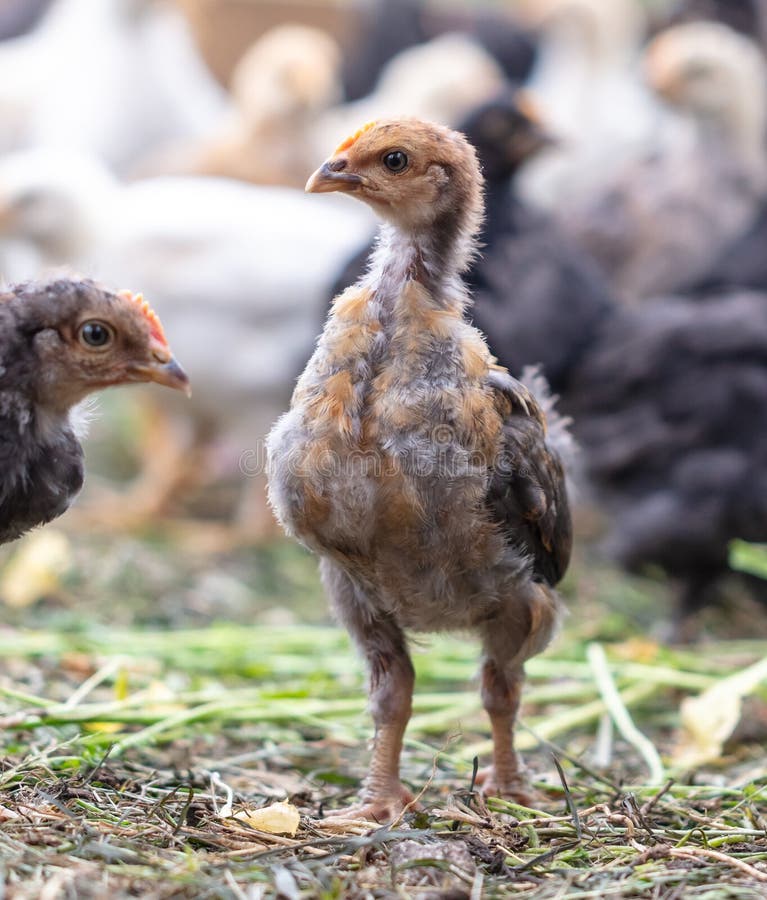 Portrait of a Little Chicken on the Farm. Stock Photo - Image of nature ...