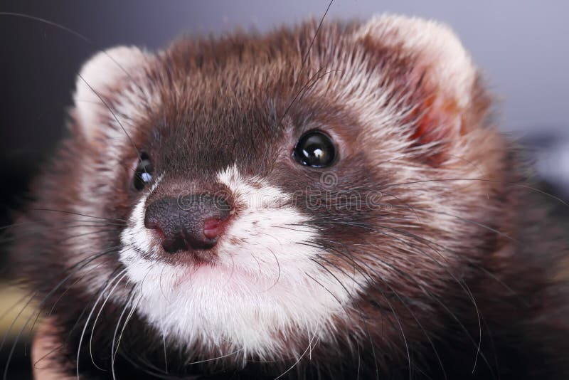 Little Ferret in Your Pocket Stock Photo - Image of mammal, ferret ...