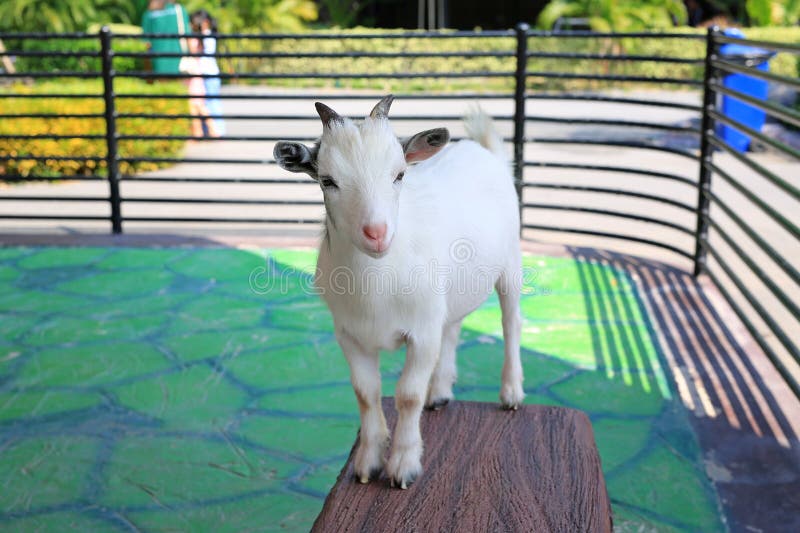 Portrait of a Little Goat. Goat at the Farm Stock Image - Image of ...