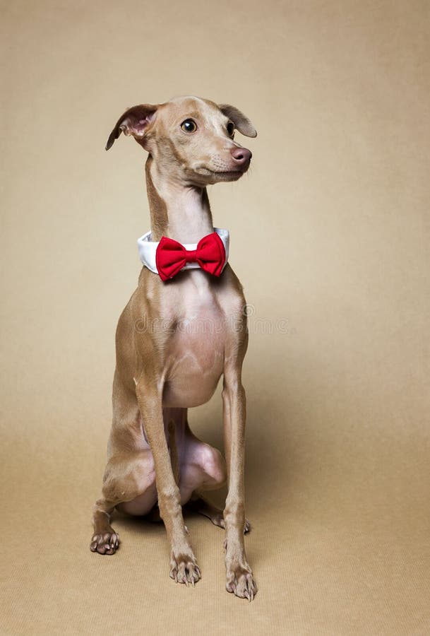Portrait of Little Italian Greyhound Dog Stock Image - Image of nature ...