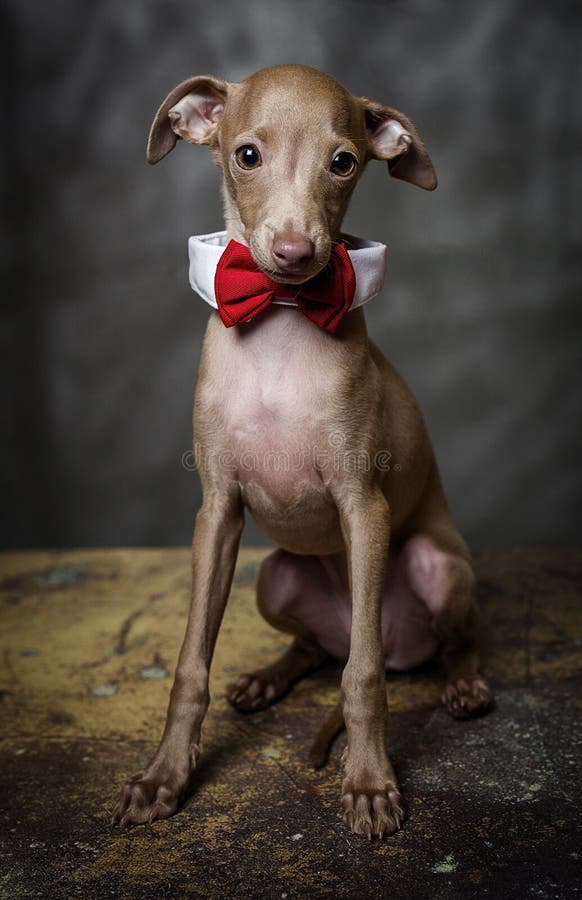 Portrait of Little Italian Greyhound Stock Photo - Image of animal ...