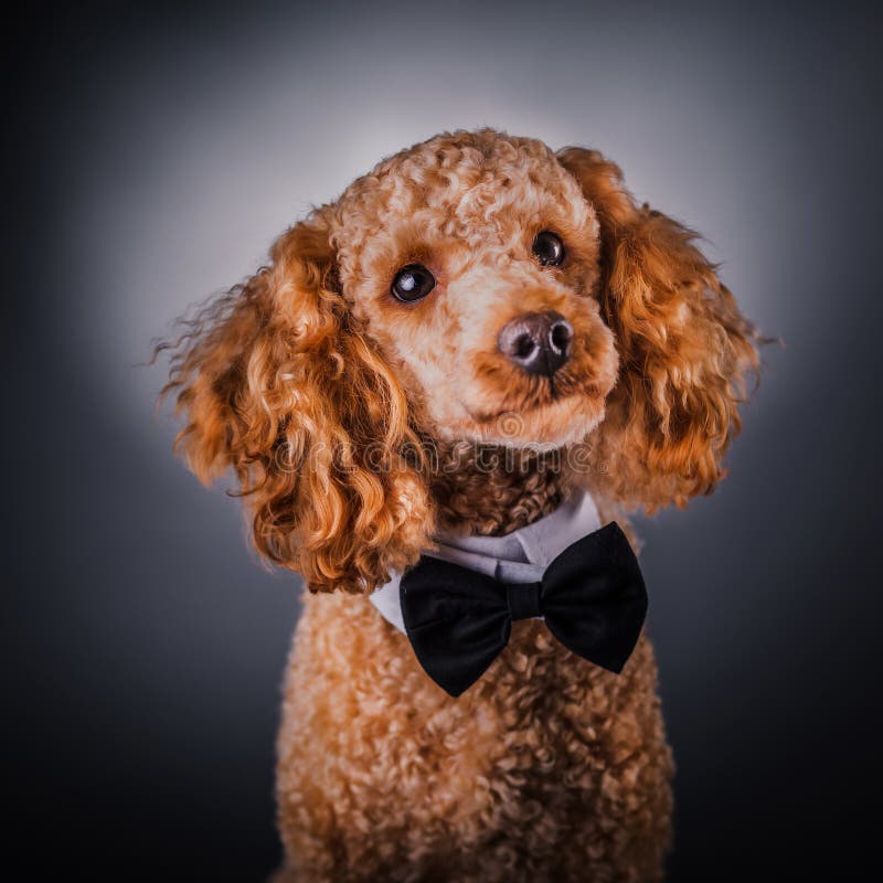 Portrait of little poodle stock photo. Image of little - 90752824