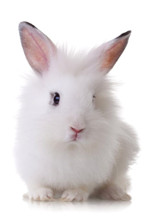 Portrait of a Little Rabbit Stock Image - Image of furry, fleecy: 15824421