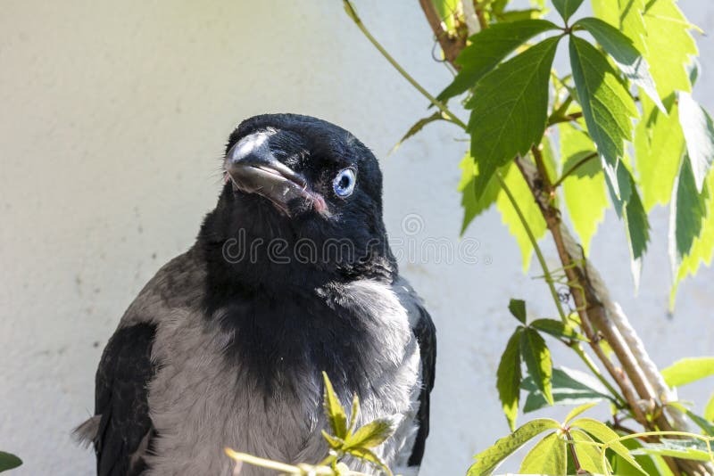 Portrait of a Little Raven Child a Stock Image - Image of crow, claws ...