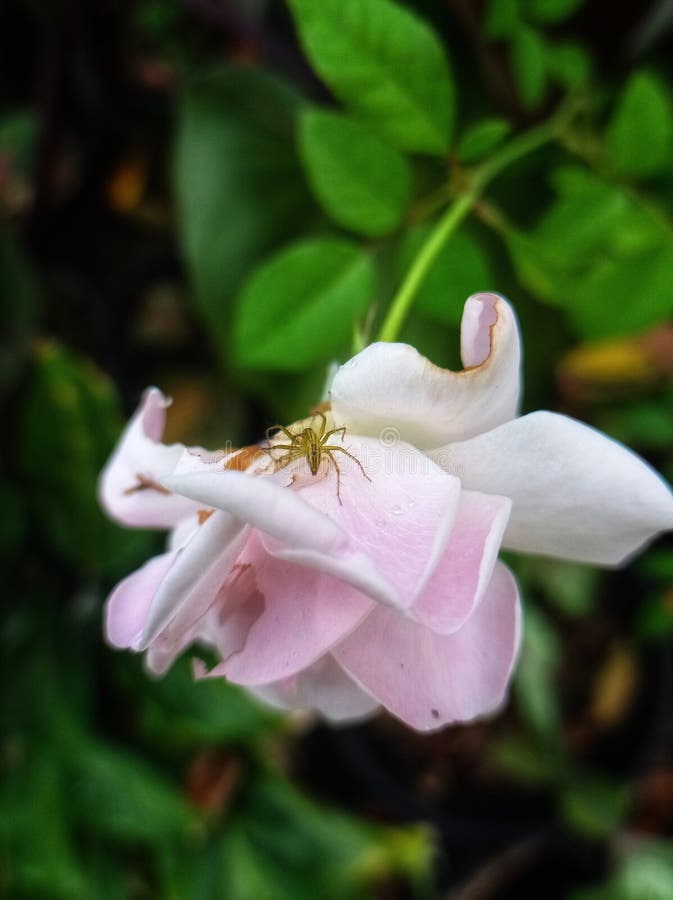 Portrait of a Little Spider Crawling on a Beautiful Pink Rose Stock ...