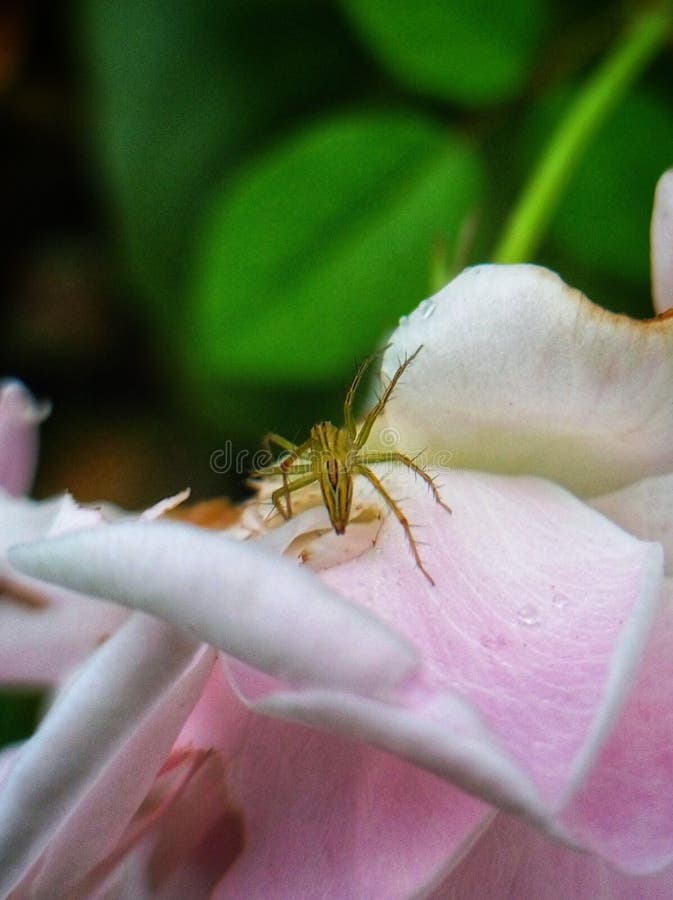 Portrait of a Little Spider Crawling on a Pink Rose Stock Photo - Image ...