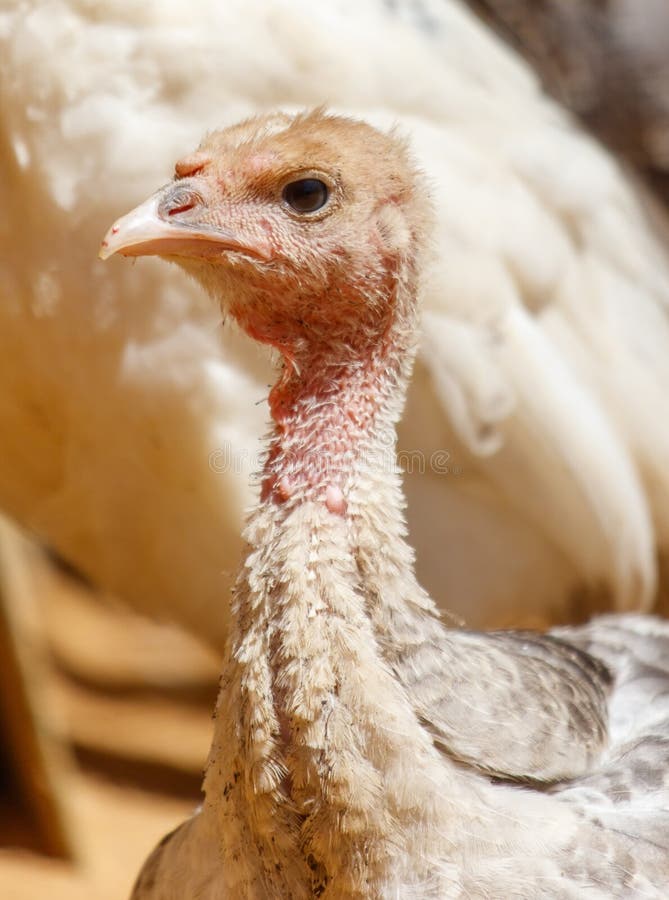 Portrait of a Little Turkey in the Zoo Stock Photo - Image of portrait ...