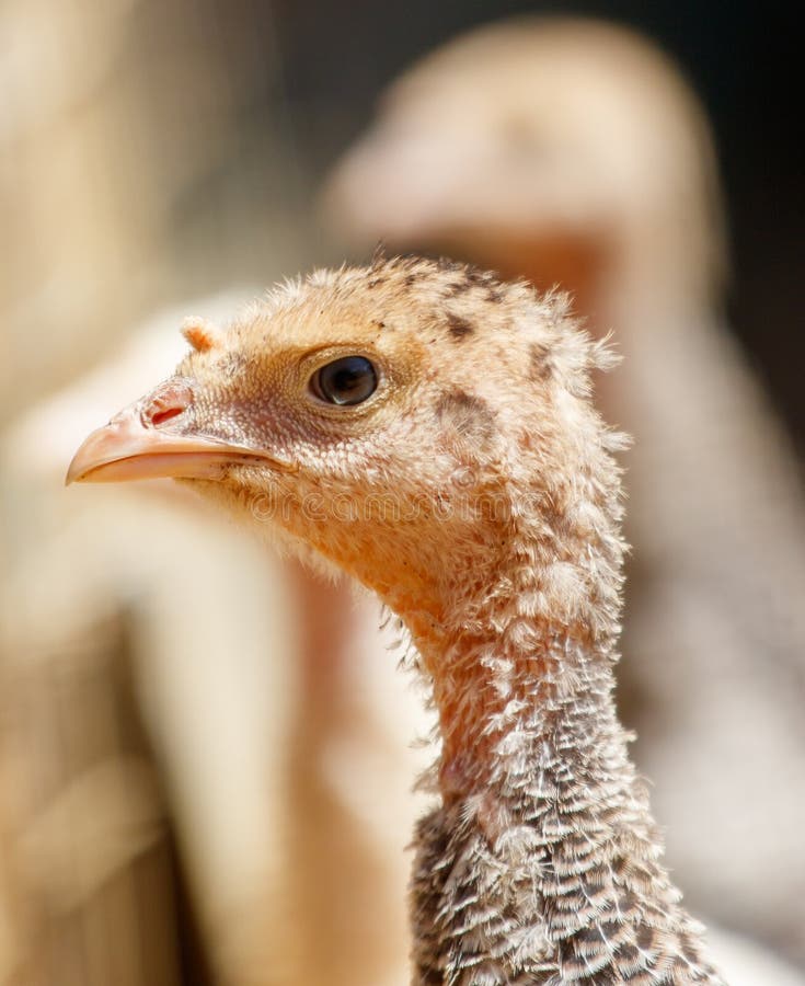 Portrait of a Little Turkey in the Zoo Stock Photo - Image of white ...