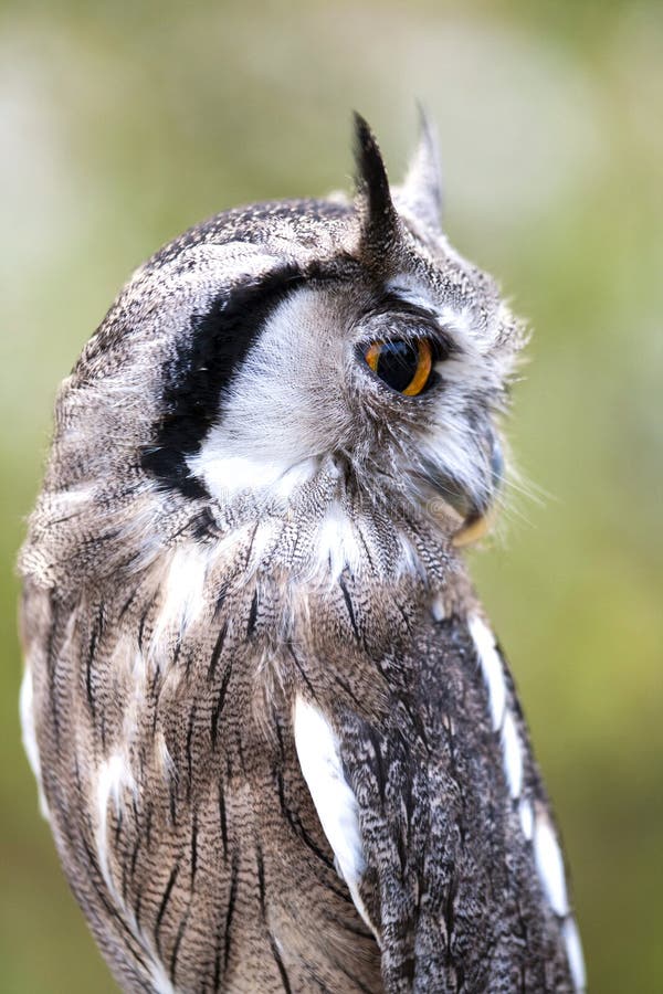 Portrait of a Little White Faced Scops Owl Stock Image - Image of ...