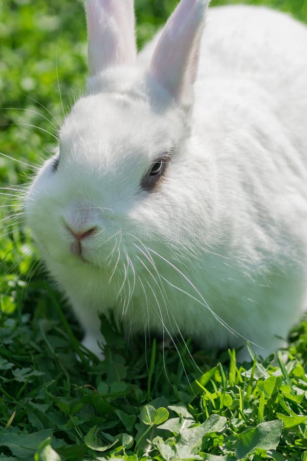 Portrait of Little White Rabbit Sitting in the Grass Stock Image ...