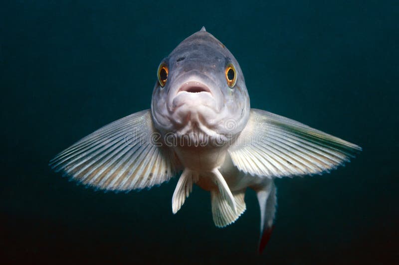Portrait of Live Fish in Sea of Japan Stock Image - Image of underwater ...