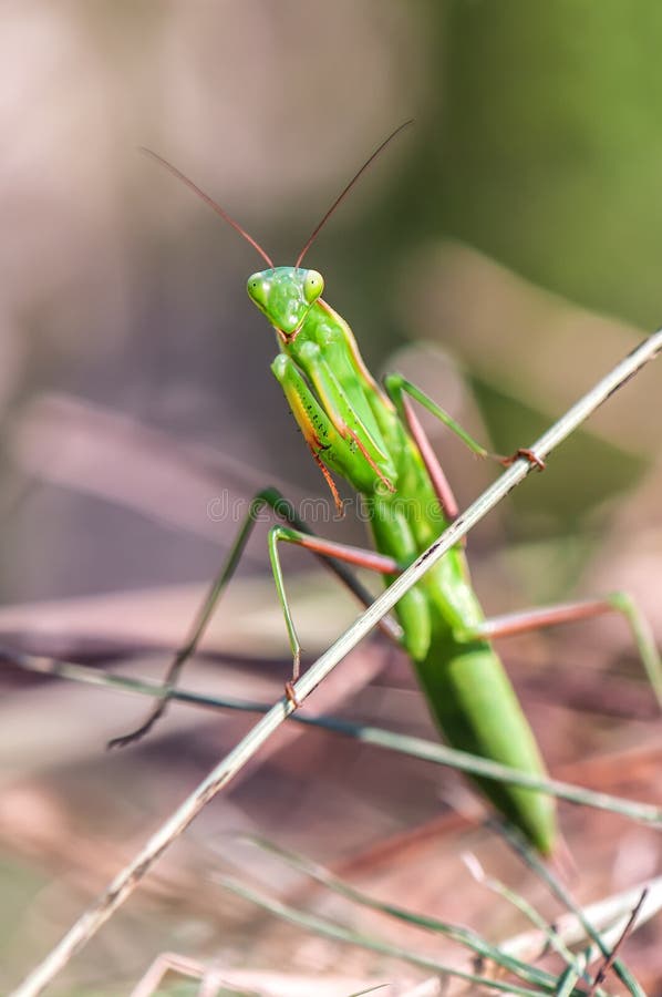 Portrait of live mantis stock photo. Image of antenna - 84722084