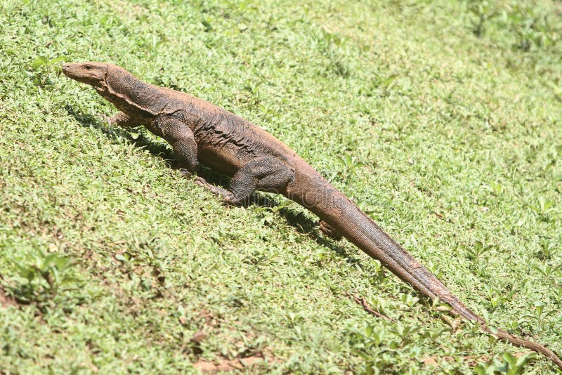 Portrait of a Lizard Crawling in the Grass Stock Photo - Image of ...