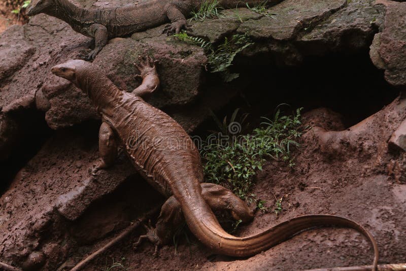 Portrait of a Lizard Crawling in the Rock Stock Image - Image of turtle ...