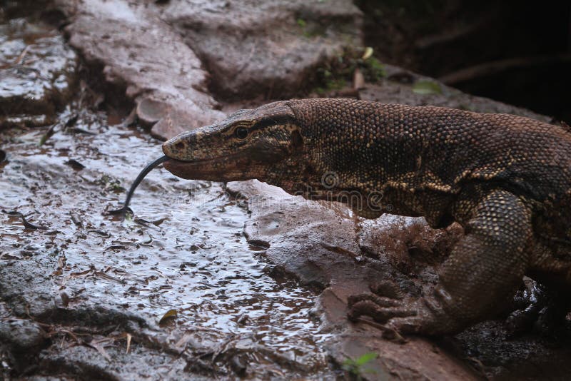 Portrait of a Lizard Crawling in the Rock Stock Image - Image of ...