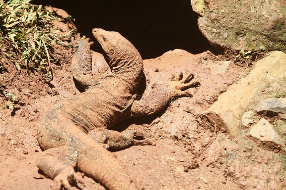 Portrait of a Lizard Going into the Hole Stock Photo - Image of sand ...