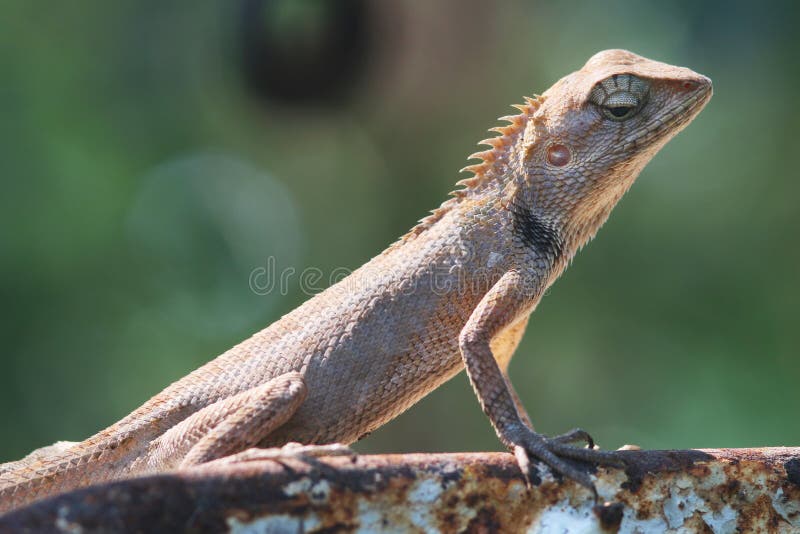 Portrait of a lizard stock image. Image of lizard, reptil - 1504451