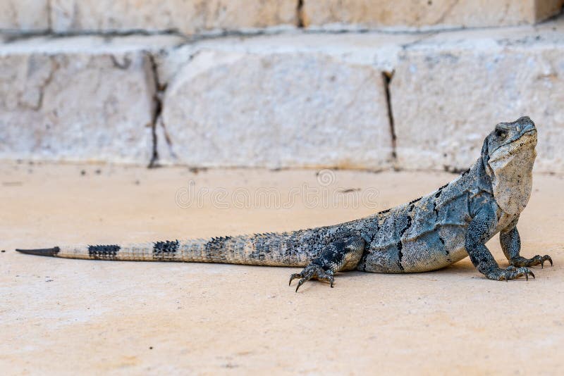 Portrait of a lizard stock photo. Image of looking, portreit - 127232194