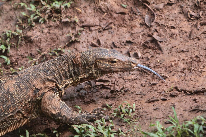 Portrait of a Lizard Walking in the Mud Stock Image - Image of turtle ...