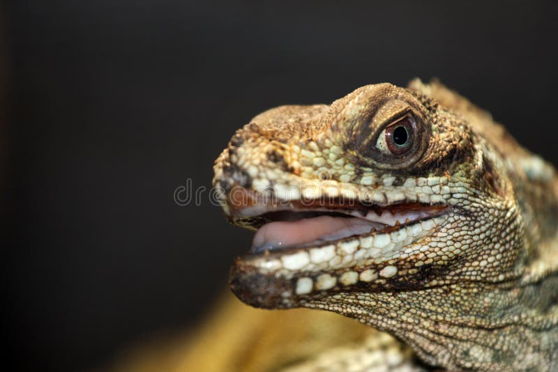 Portrait of a lizard stock photo. Image of iguana, profile - 30957886