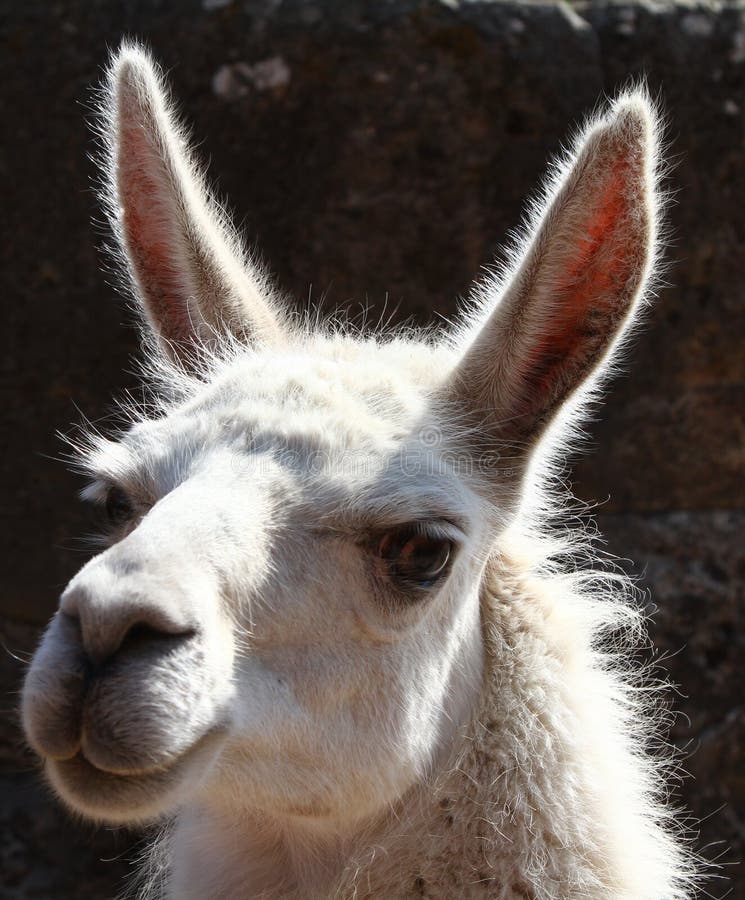 Llama stock photo. Image of mammal, herbivore, farm, cute - 15479468