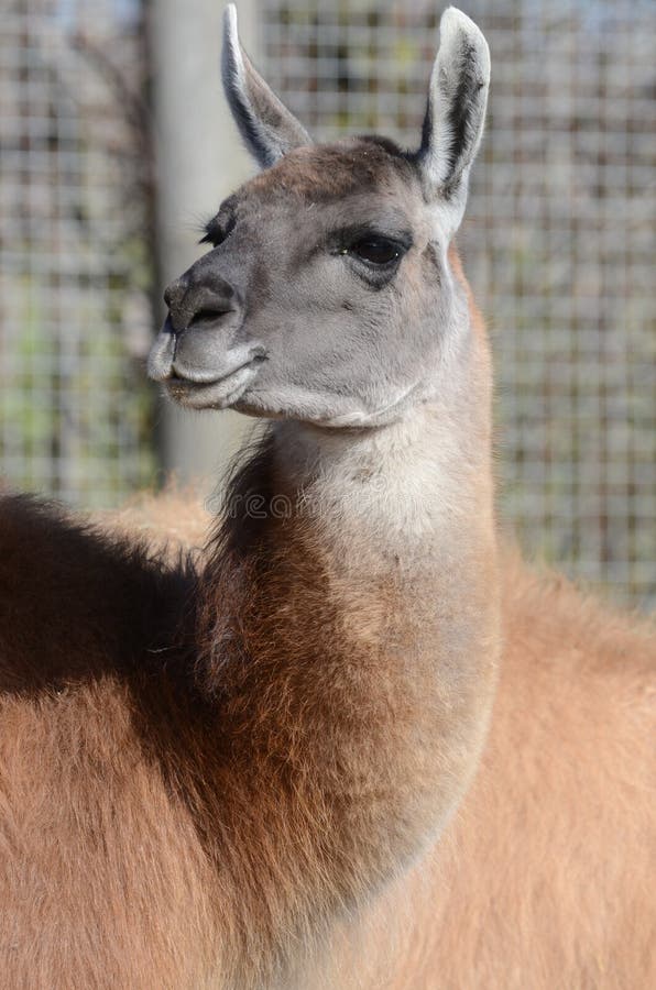 Portrait of a Llama stock image. Image of america, mammal - 23801487