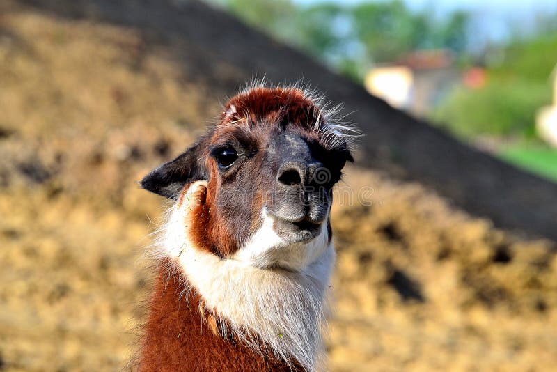 Portrait of a llama stock photo. Image of summer, range - 184228270