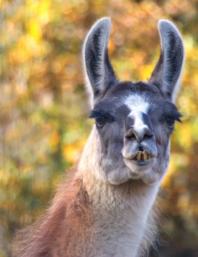 Portrait of llama stock photo. Image of face, wildlife - 154946258