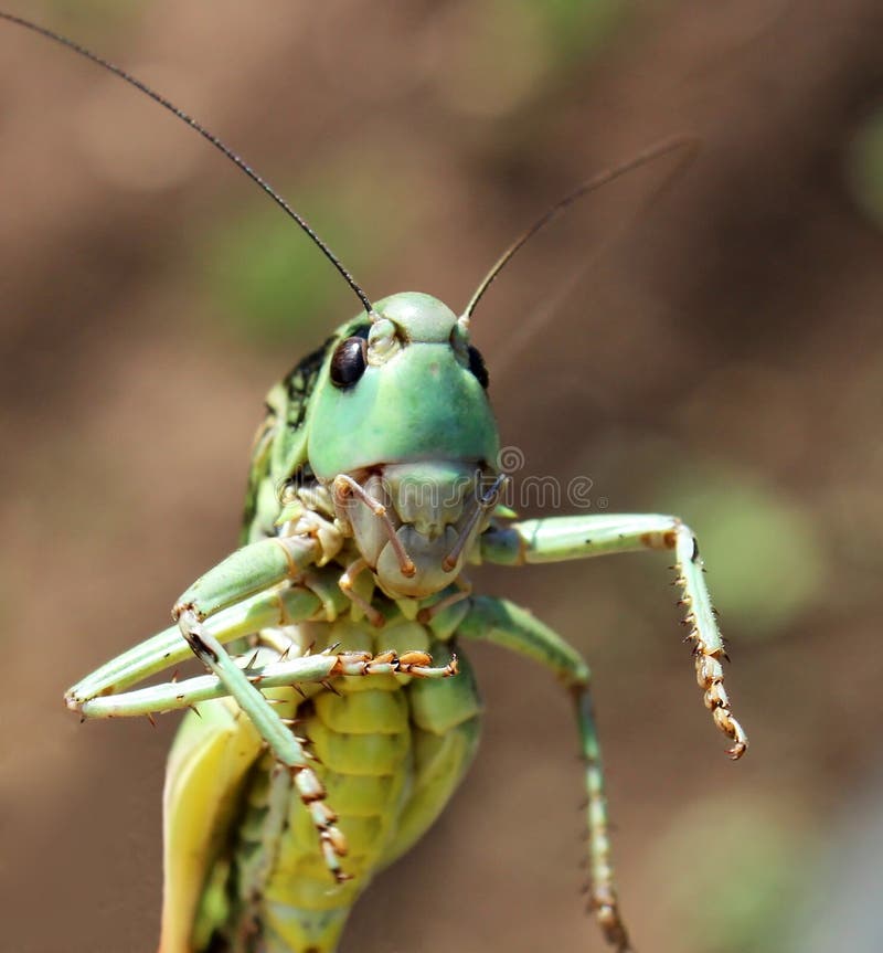 Portrait of a locust stock photo. Image of solitary - 108549826