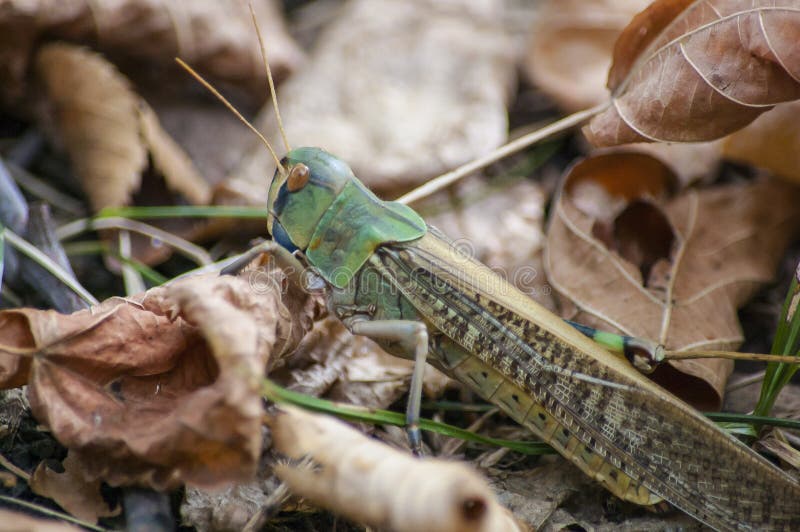 Portrait of a Locust on Autumn Leaves Stock Image - Image of ...
