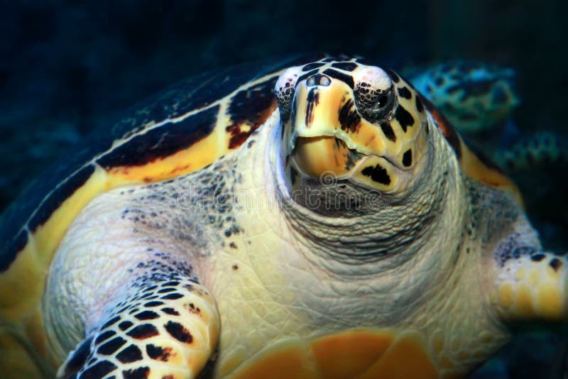 Portrait of a Loggerhead Turtle Caretta Caretta Stock Photo - Image of ...