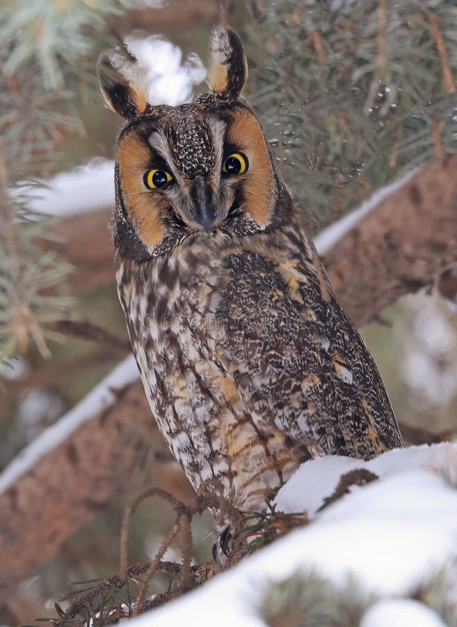 Portrait of a Long-eared Owl in a Fir Tree Surrounded by Branches and ...