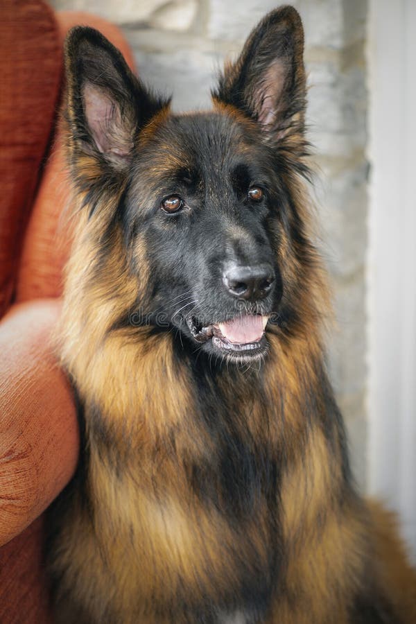 Portrait of a Long-haired German Shepherd Stock Image - Image of ...