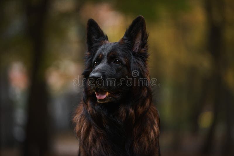 Portrait of a Long Haired German Shepherd Dog Looking at the Camera ...