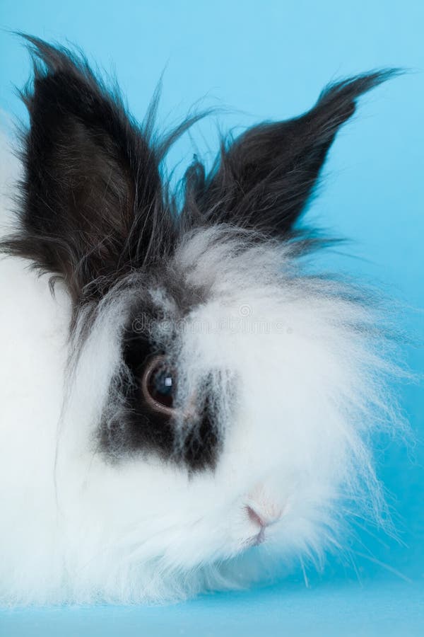 Portrait of Long-haired Rabbit Decorative Stock Image - Image of ...