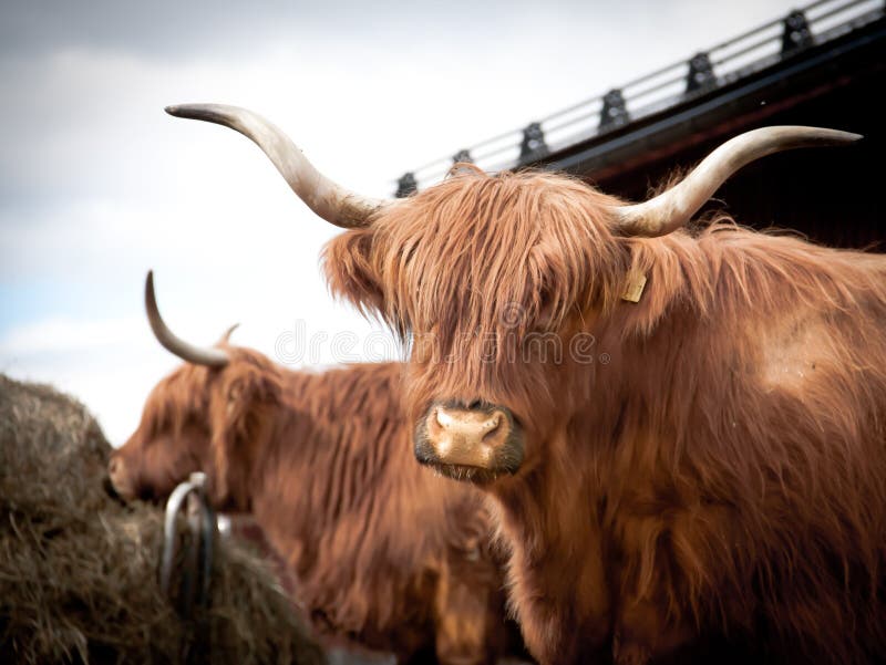 Portrait of a Long Horned Cow Stock Image - Image of bull, highlander ...