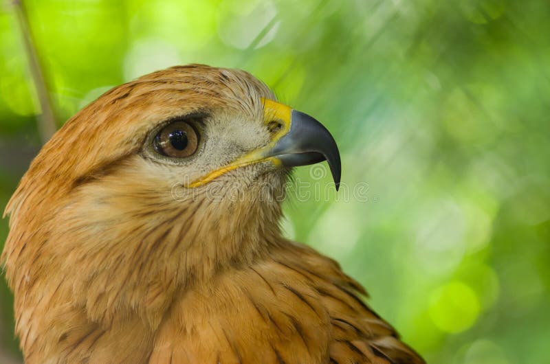 Portrait of Long-legged Buzzard Stock Photo - Image of closeup, natural ...