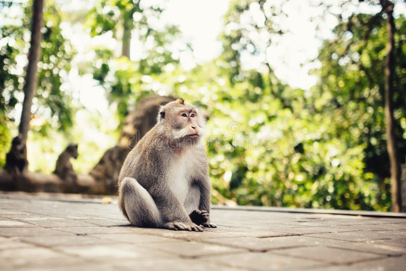 Expressive Long Tailed Monkey Sitting In Natural Habitat And Enjoying ...
